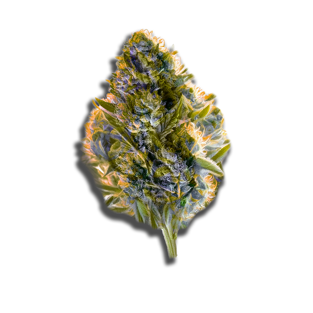 420 Evolution 27/1 CA ICC: Ice Cream Cake Kush Mints