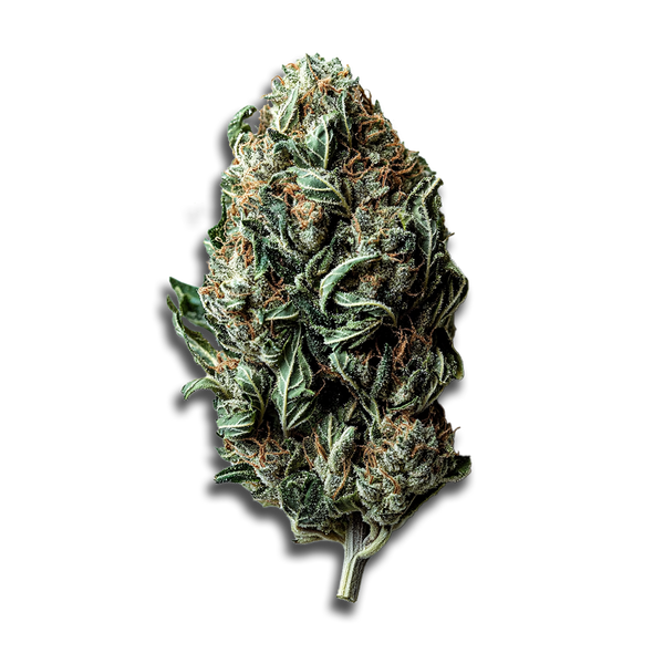 420 Evolution 25/1 CA STR: Star Struck